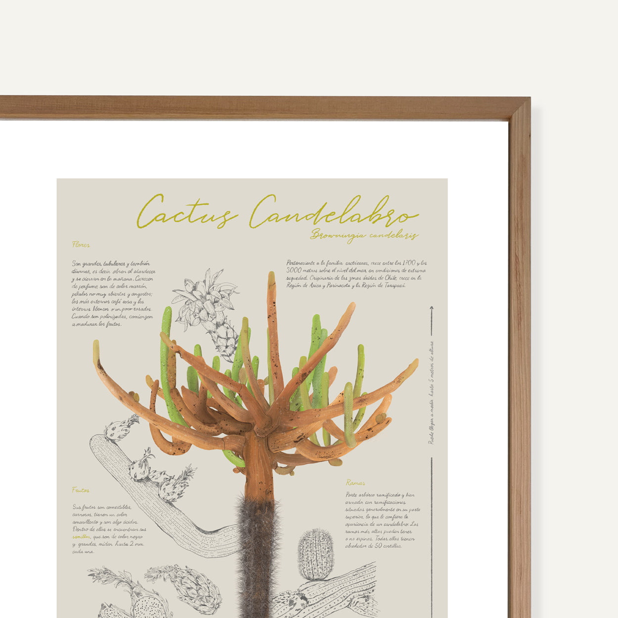 Infografía Cactus Candelabro – Pupila Nativa