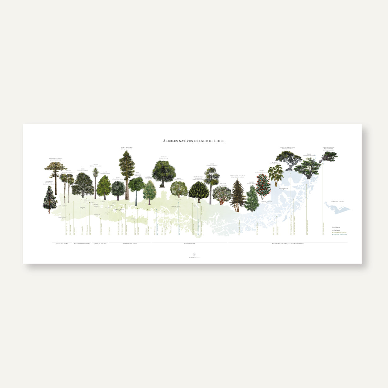 Mapa árboles nativos del sur de Chile – Pupila Nativa