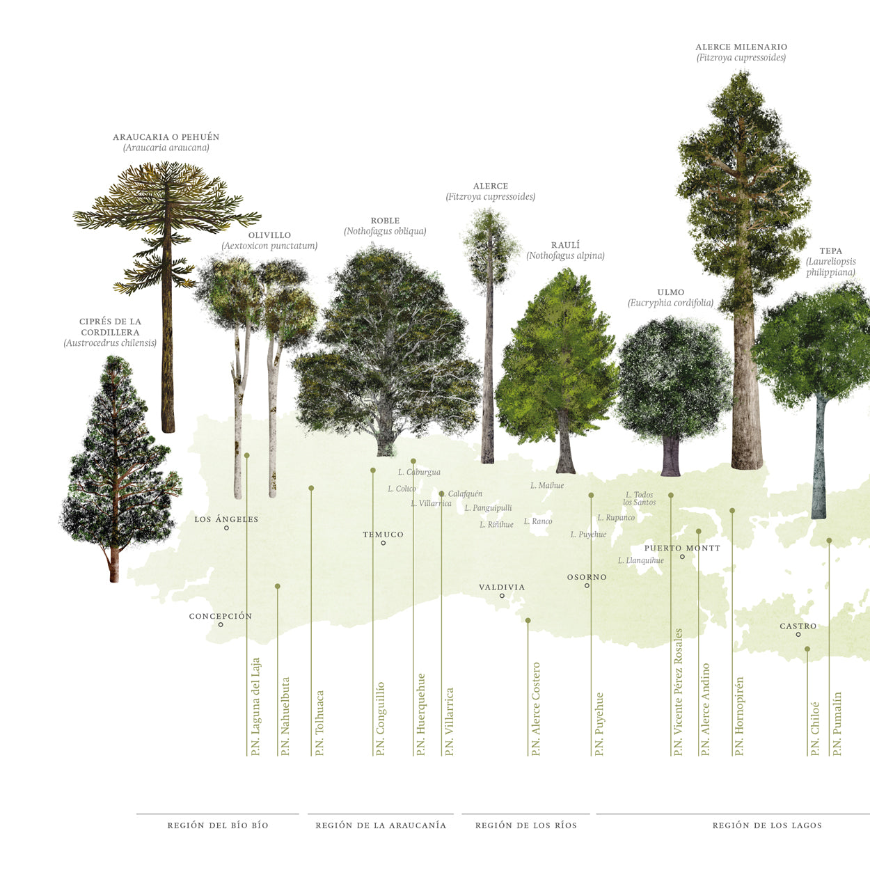 Mapa árboles nativos del sur de Chile – Pupila Nativa